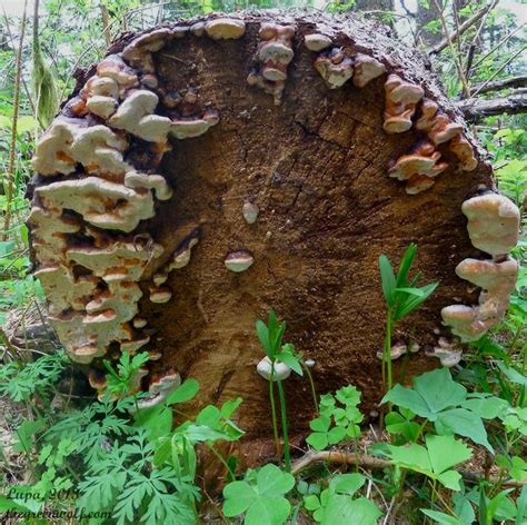 25 Best Images About Tree Fungus On Pinterest Trees A Tree And Shelves