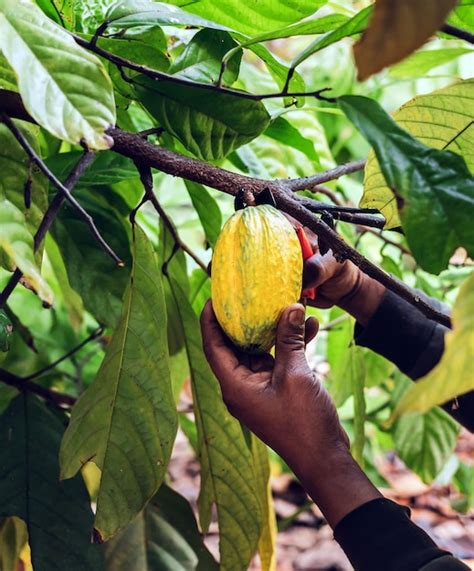 Premium Photo Cocoa Farmer Use Pruning Shears To Cut The Cocoa Pods Or Fruit Ripe Yellow Cacao