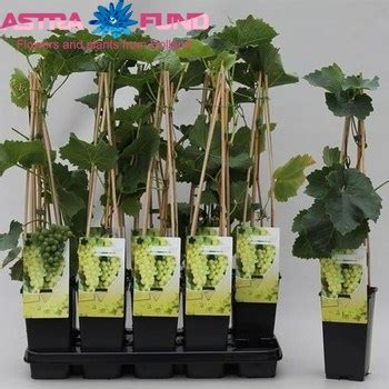 Vitis Catalogue Photos Description