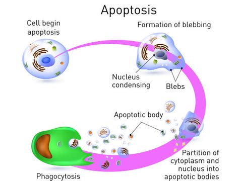 Intercostal Space Anatomy A Simple Guide My School Exams