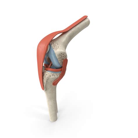 Wrist Triscaphe Joint And First Mcp Joint Png Images And Psds For