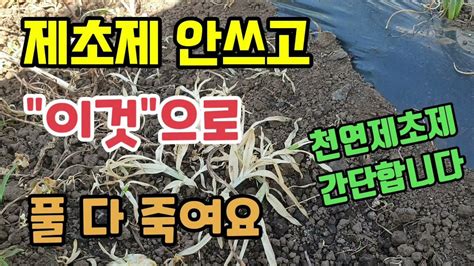 제초제 없이 이것으로 풀 다 죽여요 잡초제거방법 친환경천연제초제 만드는 방법 텃밭농사 배추농사 대파농사 Artofit