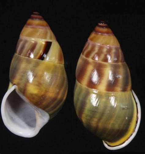Amphidromus Comes Polymorphus 3234871