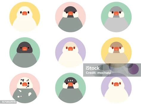 Illustration Of A Java Sparrow Forward Face Icon Multiple Variations