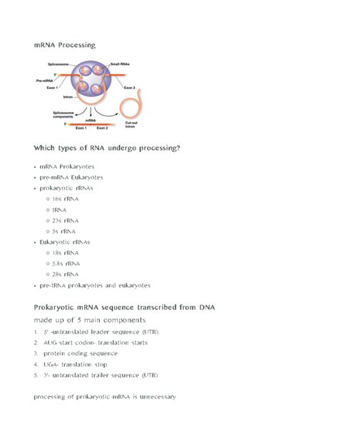 Class 16 M RNA Processing MRNA Processing Which Types Of RNA Undergo Processing MRNA