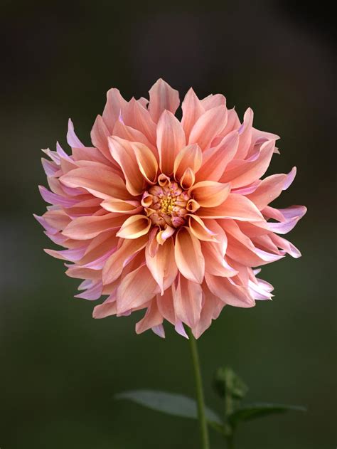 Dahlia Tyrell Zetas Garden Online Store