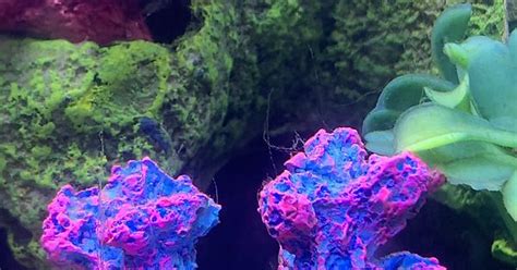 Thread Algae Album On Imgur