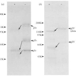 Bhv Gb And Hsv I Gb Are Distinguishable Immunologically Mdbk Cells Download Scientific