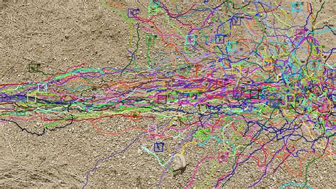 Ant Colonies As Distributed Multi Agent Systems Pennnetworkviz On Tumblr