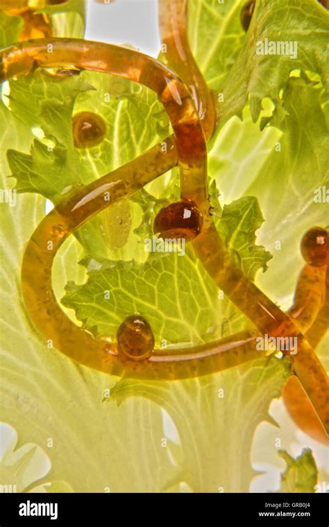 Lollo Bionda Mit Radicchio Rosso-Spaghetti Und Balsamicoperlen 2 Stock ...