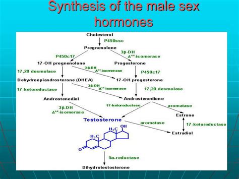 Ppt Endocrinology Powerpoint Presentation Free Download Id 338648