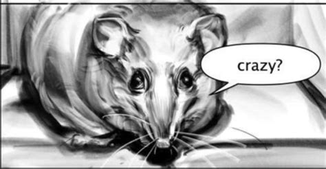 Rat Crazy  Rat Crazy Discover And Share S