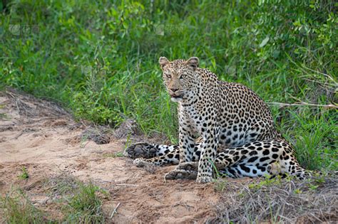 母豹坐在伴侣身上