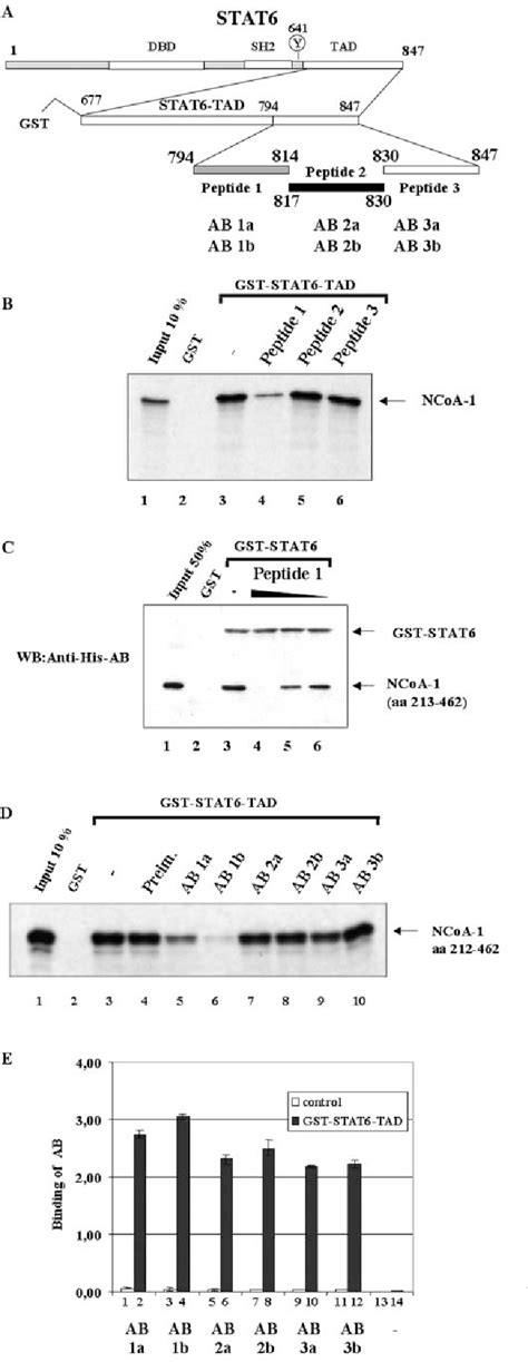 Figure 1 From An Lxxll Motif In The Transactivation Domain Of Stat6