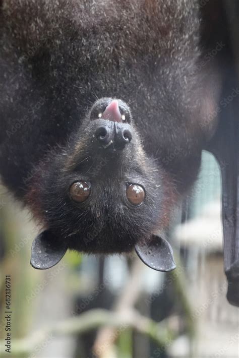 Pteropus Alecto Commonly Known As The Black Flying Fox Or The Black