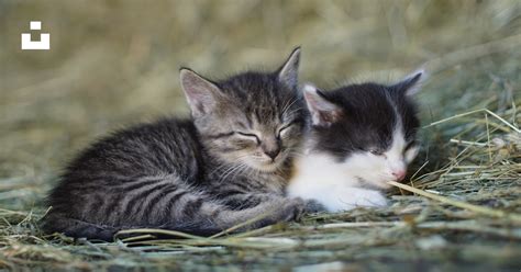 마른 풀밭 위에 누워 있는 새끼 고양이 두 마리 사진 Unsplash의 무료 고양이 이미지