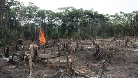Shifting From Shifting Cultivation A Challenge That Needs Careful Handling