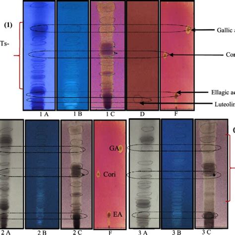 Thin Layer Chromatograms Rp 18 Tlc Of A 1 Methanolic Soxhlet Download Scientific Diagram