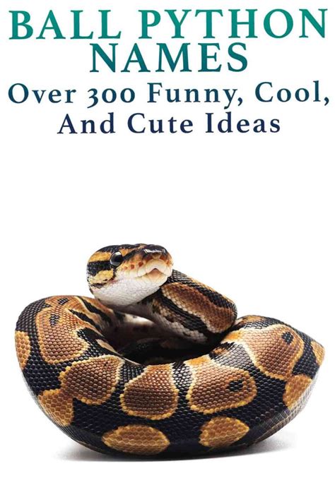 Ball Python Names Over 300 Funny Cool And Cute Ideas