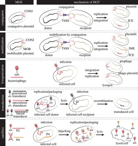 Lateral Gene Transfer