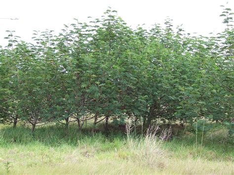 Top Invasive Trees Found In Gardens Life Is A Garden