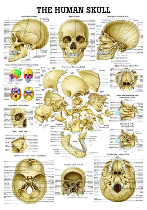Rudiger Anatomie The Human Skull Laminated Anatomy Chart Anatomy
