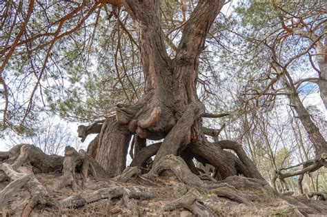 Premium Photo Many Twisted Roots Of Old Tree Large Trunk Of Fantasy Plant Growth In Nature