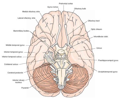 Human Brain Anatomy Sulcus
