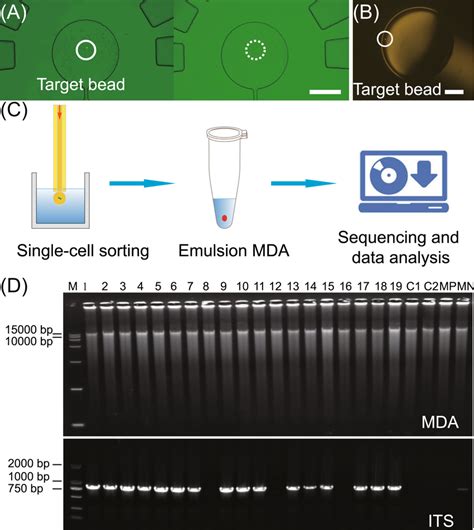 Single‐cell Printing For Single‐cell Genomic Analysis A The Target