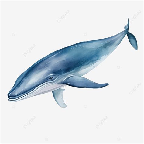 푸른 고래 해양 생물 고래 파란색 물 Png 일러스트 및 이미지 에 대한 무료 다운로드 Pngtree