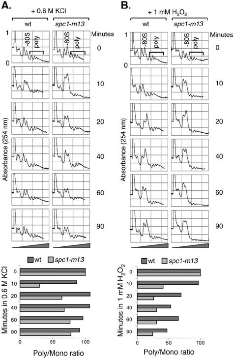 Polysome Profile Analysis Of Wild Type Wild Type And Spc1 M13 Cells