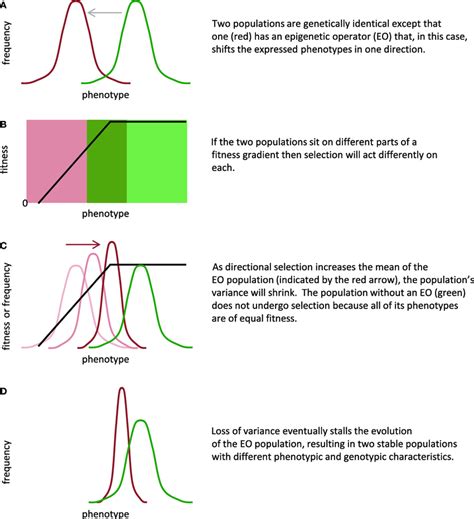 Epigenetic Operators Eos And Selection Interact To Alter Evolution Epigenetic Operators Eos And Selection Interact To Alter Evolution