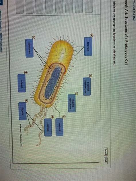Label Placement Exercise On Diagram