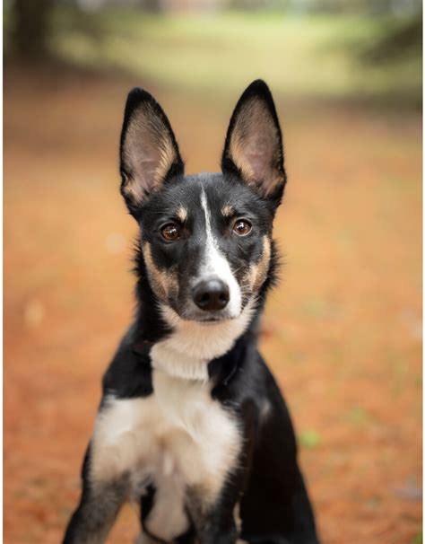 Zamba Domaine Animal