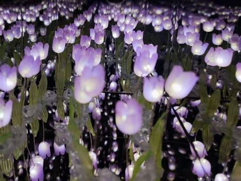 Купити Зібраний нічник Нескінченні тюльпани 3d куб фіолетовий 12 см 20 тюльпанів 000 024