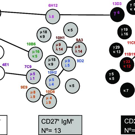 Frequency Of Ag Specific B Cells Is Similar In IgM And Class Switched Download Scientific