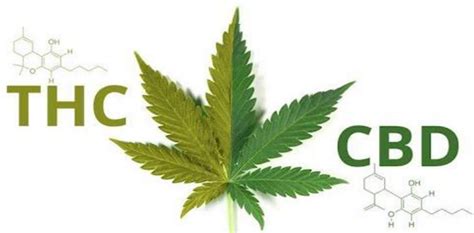Cbd Interactions Why Cbd And Your Brain Can Be Best Friends