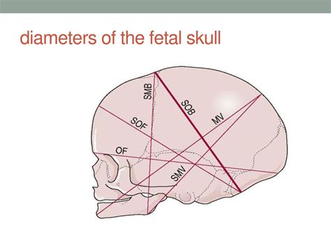 Islamic University Of Gaza Ppt Download