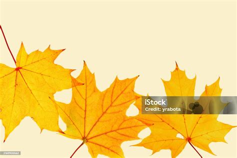 컬러 단풍 노란색 중성 톤 평면도 자연 사진 베이지 색의 단풍 나무 단풍 자연스러운 계절 배경 잎 질감 유기적 인 모양 복사 공간에서 최소한의 트렌드 가을 프레임 9월에