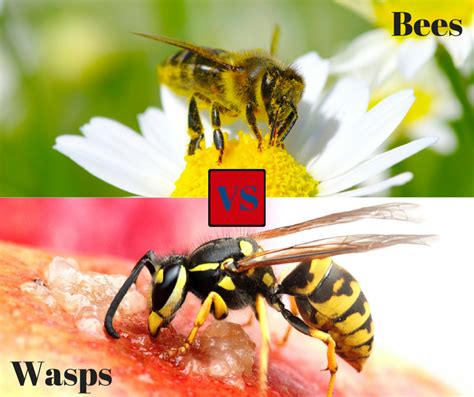 The Truth Bees Vs Wasps Knowing The Difference