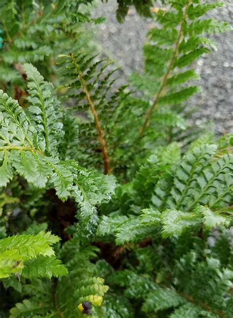 Polystichum Polyblepharum Urban Tree Farm Nursery