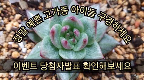 12월 27일 예쁜 고가종 구경도 하시고 당첨자발표도 확인해보세요 다육이금 다육 다육이 다육식물 다육이키우기 금다육이 금다육 Youtube