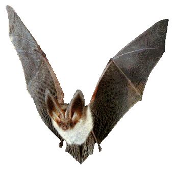 Theres Much To Learn About Northern Long Eared Bat Maine Forest