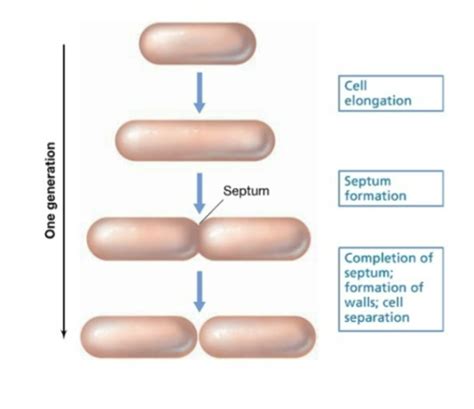 Bacterial Replication And Lifestyle Flashcards Quizlet