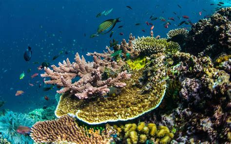 Les Récifs Coralliens Une Barrière Naturelle Dossier