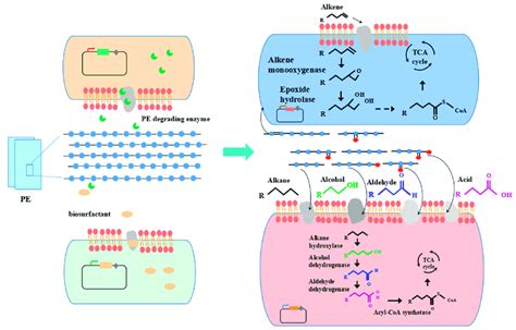 Artificial Microbial Consortia For Complete Pe Biodegradation Download Scientific Diagram