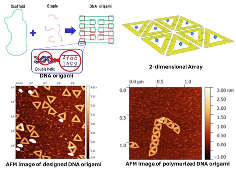 2d Array Formation Of Dna Origami Nanomicro System Labkyoto Univ
