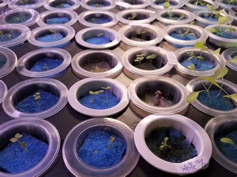 Hydroponic Systems 101 How They Work And Types