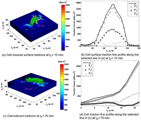 Distribution Of 3d Cellular Tractions On Pa Gels Cell Induced Surface Download Scientific