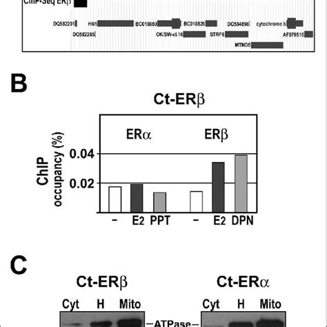 Sequence Analysis Of Erα Erβ And Erαerβ Binding Sites A Venn